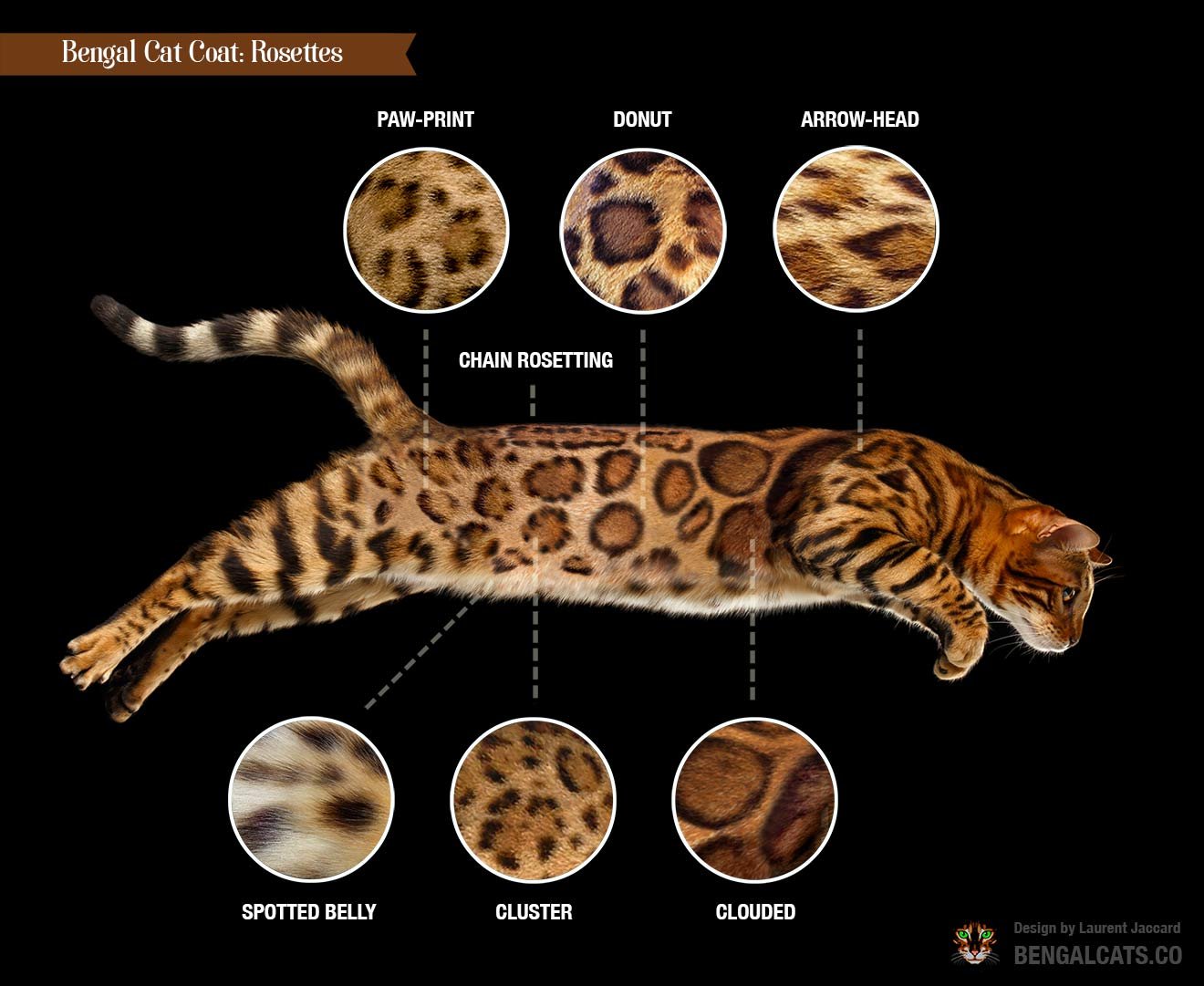 Leopard Print Bengal Cat Home Design Ideas Leopard Print Bengal Cat Home Design Ideas